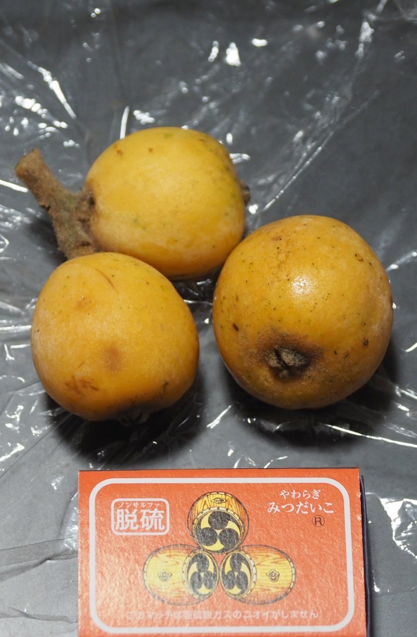 種は小さいぞよ(^_^)v ヨコミー家のビワ 20230716: 徒然なるままに ヨコミーの世界 2